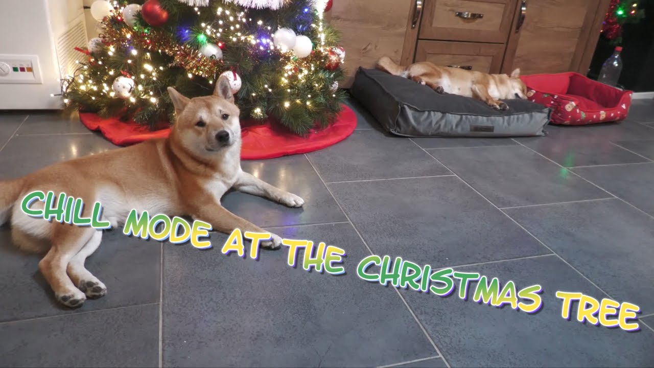 Chill mode at the Christmas Tree and Fun with Nerf ball #153 - YouTube