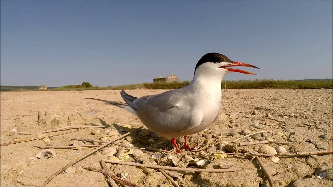 Navadna čigra-Sterna comune-Common Tern - YouTube