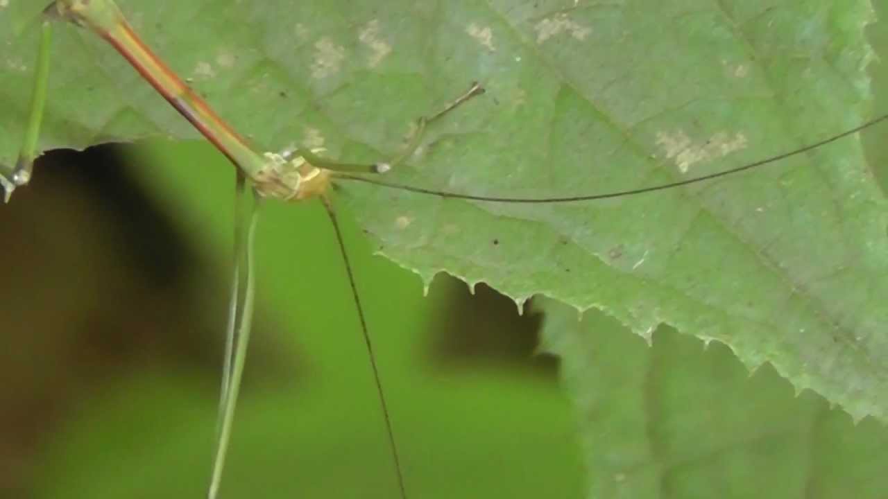Japan Stick Insect Eating a Leaf - Order Phasmatodea - YouTube