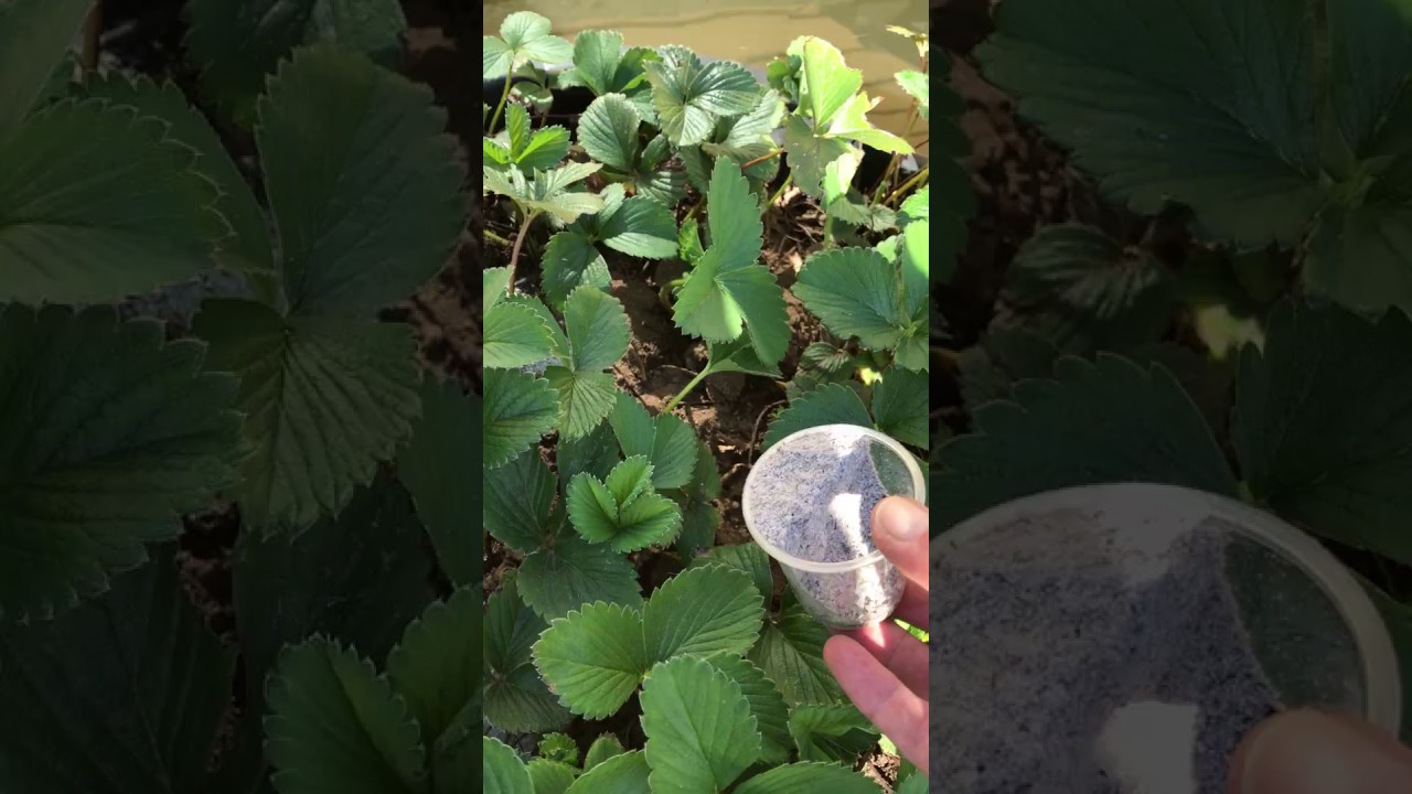 How to use Palm Tree Ash as topdressing - YouTube