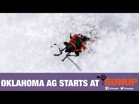 How Insects Survive Cold Weather (10/19/19) - YouTube