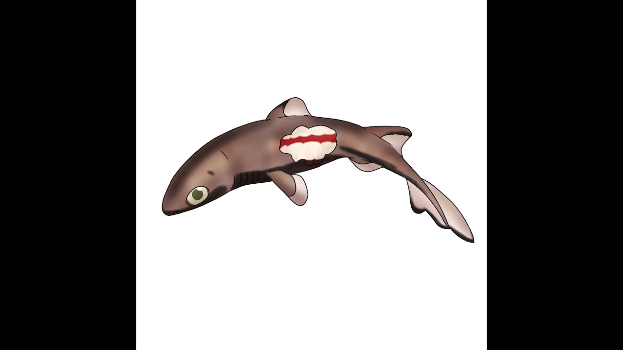 Velvet Belly Lantern Shark Cake - YouTube