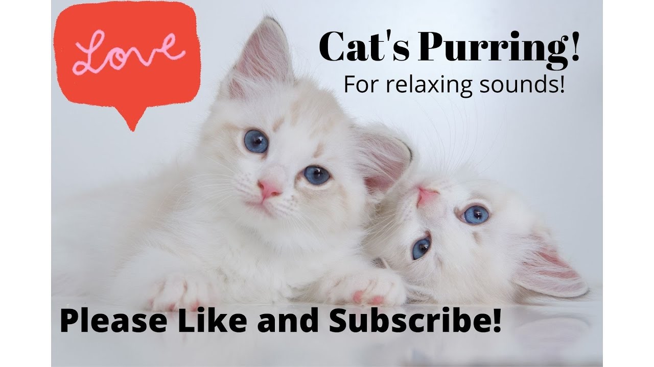 Cat's and Kitten's Purring - soothing sounds for relaxation. - YouTube