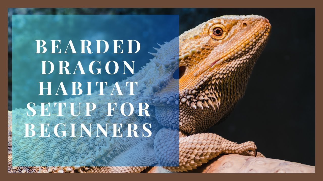 Bearded Dragon Habitat Setup Complete Guide for Beginners - YouTube
