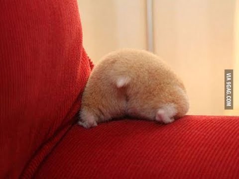 Funny Hamsters - A Cute And Funniest Hamster Videos Compilation || CUTE ...