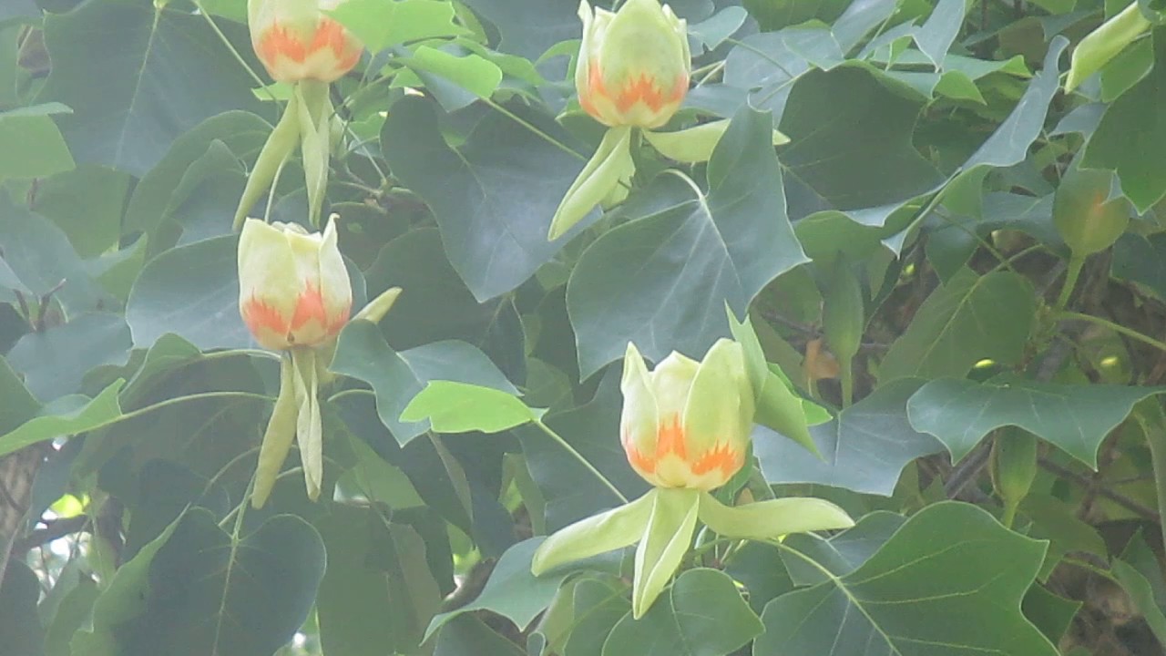 Tree ID: Tulip Tree - YouTube