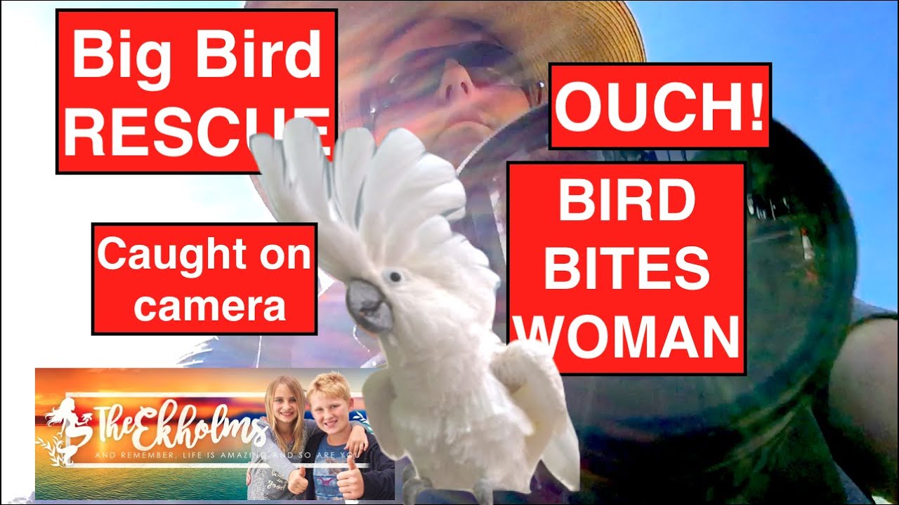 A Real Big Pet Bird Rescue! ~ THE BIRD BITES WOMAN!! ~ Caught On Camera ...