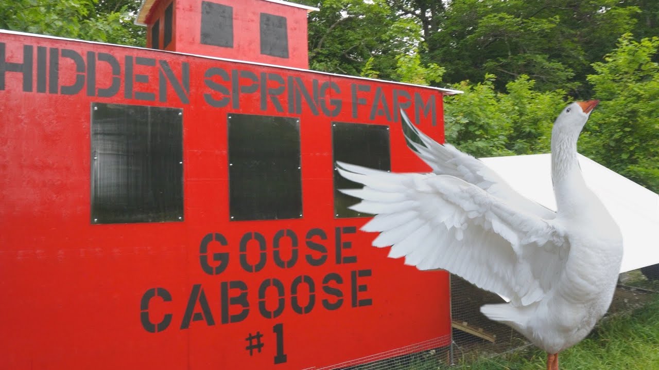 I Built a GOOSE CABOOSE for Our Guard Geese - YouTube