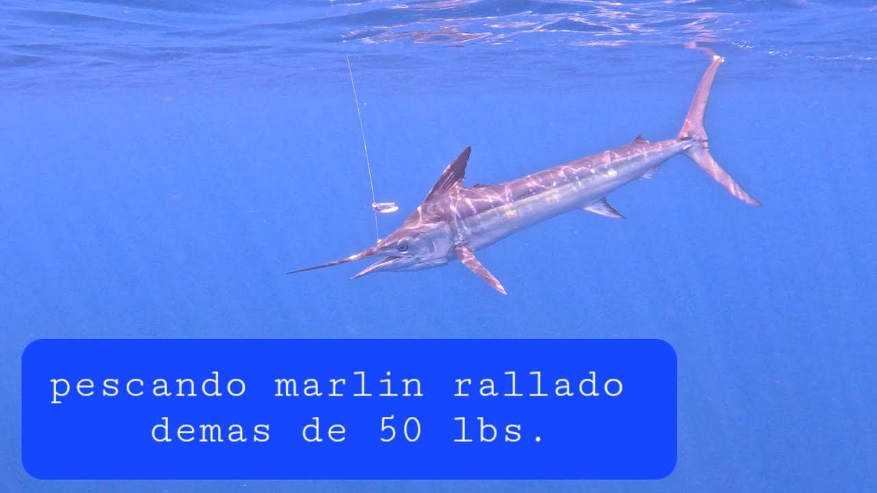 marlin fishing in México/pescando marlin - YouTube