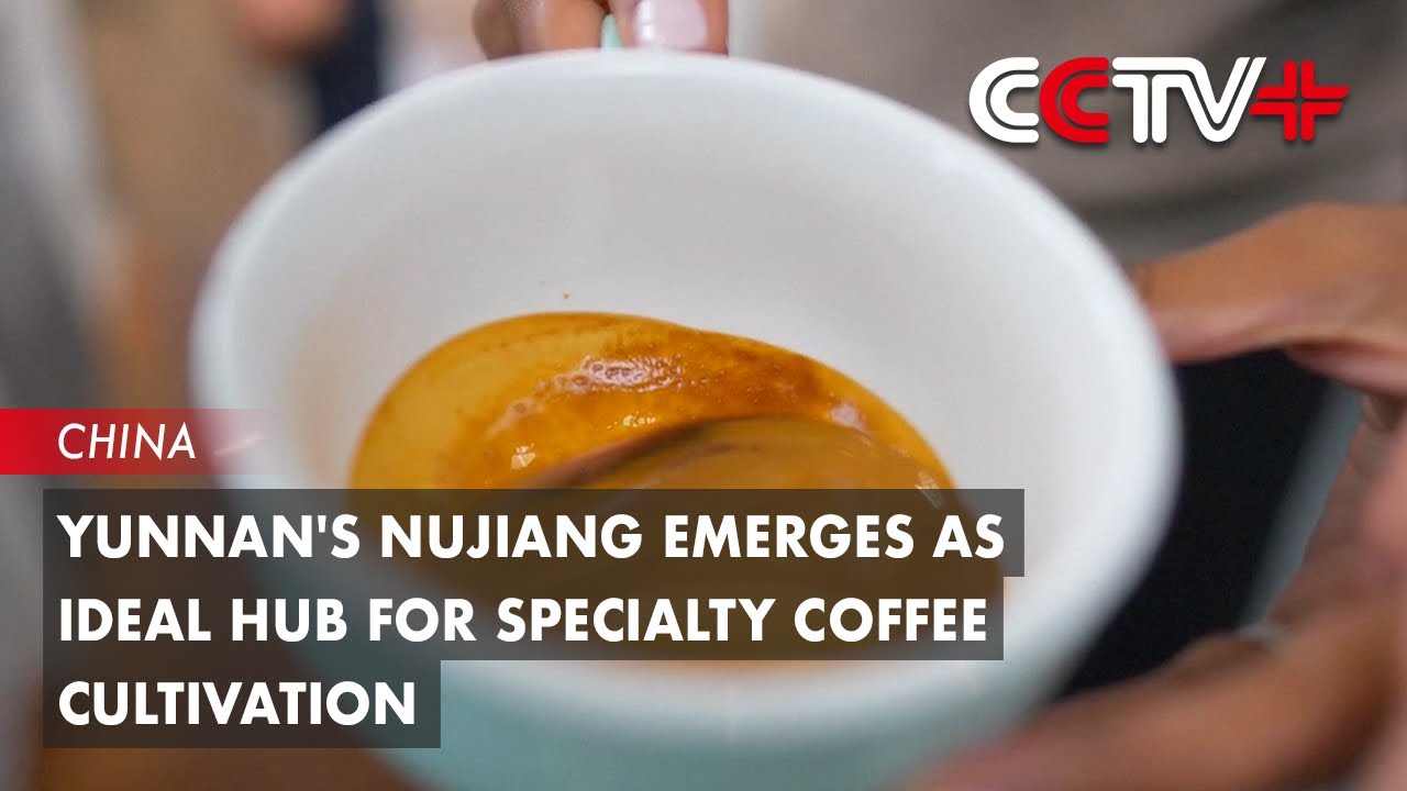Yunnan's Nujiang Emerges as Ideal Hub for Specialty Coffee Cultivation ...