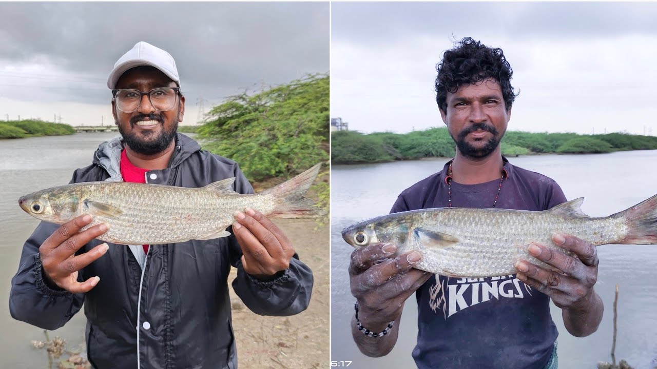 😱மொட்ட சாலா மடவை கெண்டை வேட்டை | 😱Big Size Mullet Fish Hunting # ...