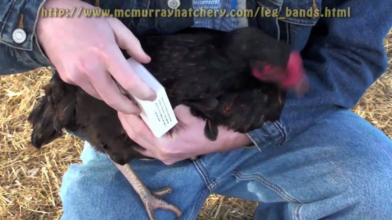 Leg Bands & Bandettes - YouTube