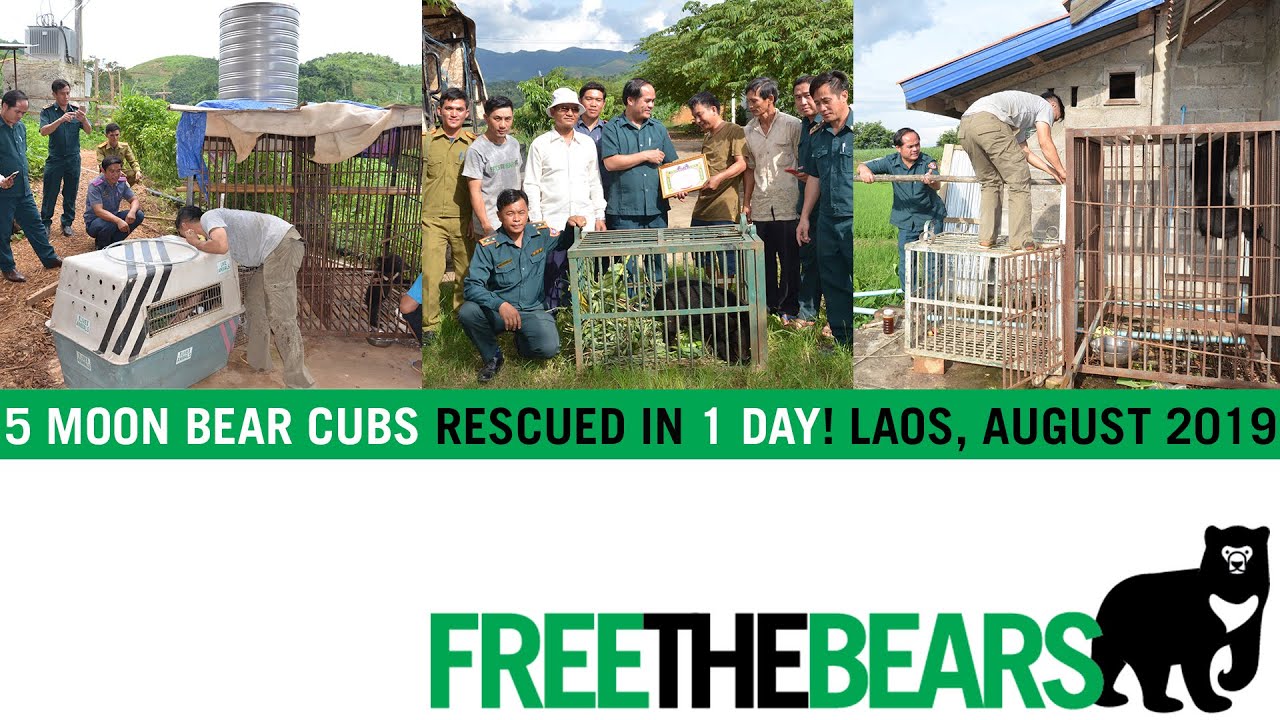 5 Bears Cubs Rescued in a Single Day! (Laos, August 2019) - YouTube