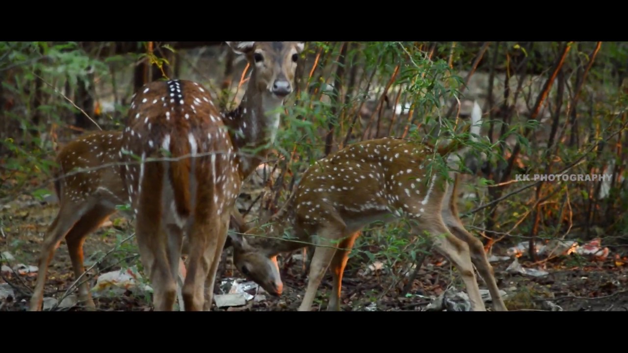 Baby Fawns playing!! kk photography - YouTube