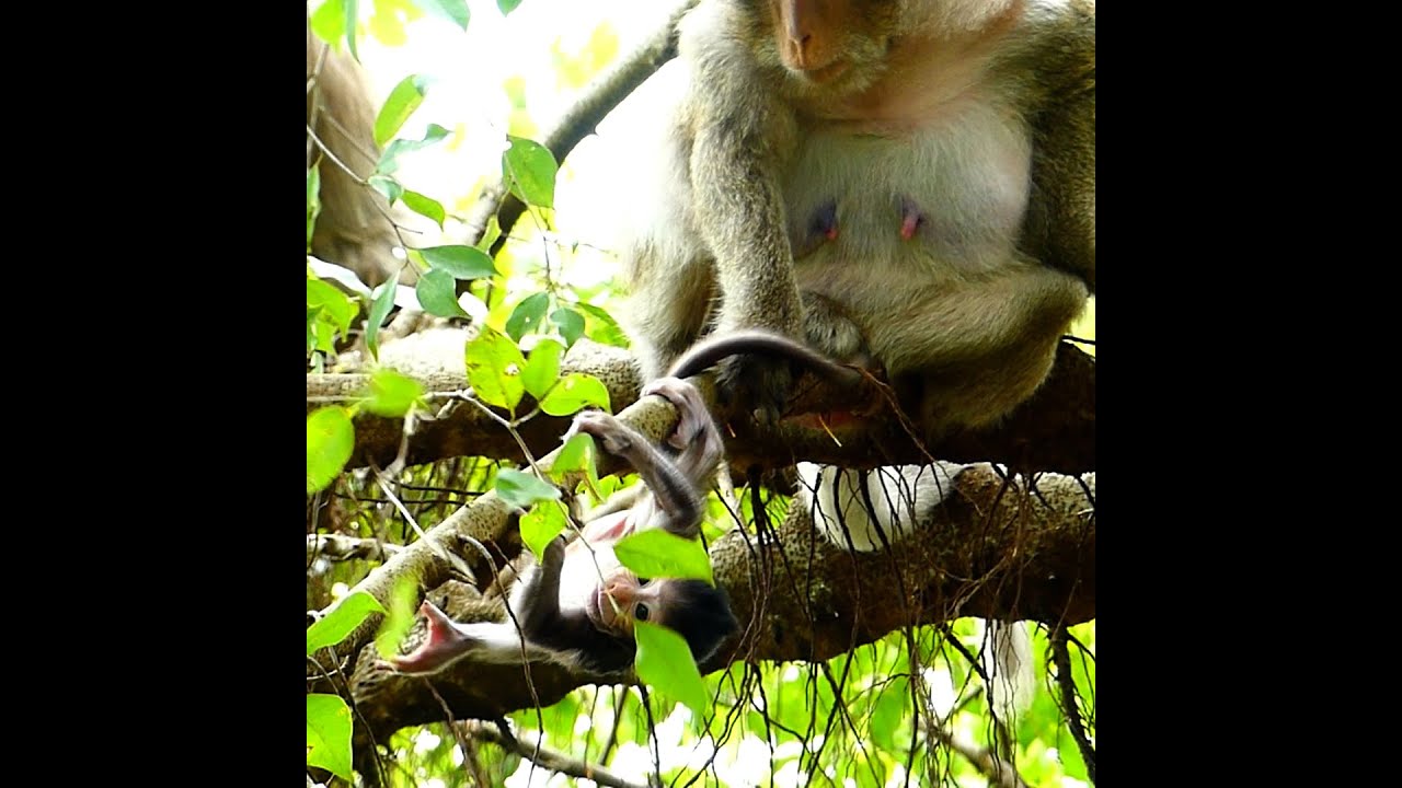 Oh wow look at baby Tia walk play on small swig not scare fall down in ...