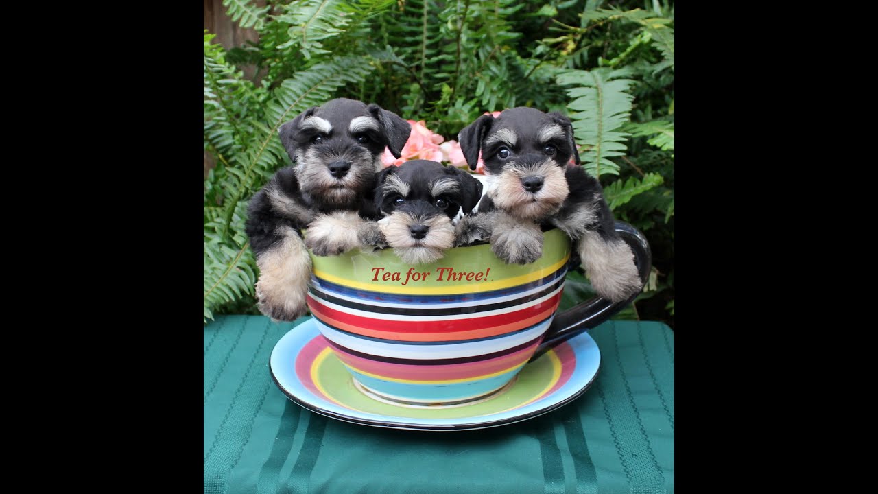 Phantom Black & Silver Miniature Schnauzers - YouTube