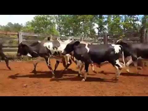 Ali Guney - Brezilya dan Canli Hayvan Ticareti(2)