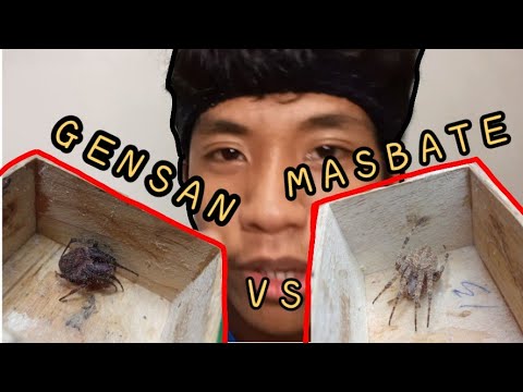 GENSAN vs MASBATE | Short fight | Laban ng Gagamba #kagagamba #exotic # ...