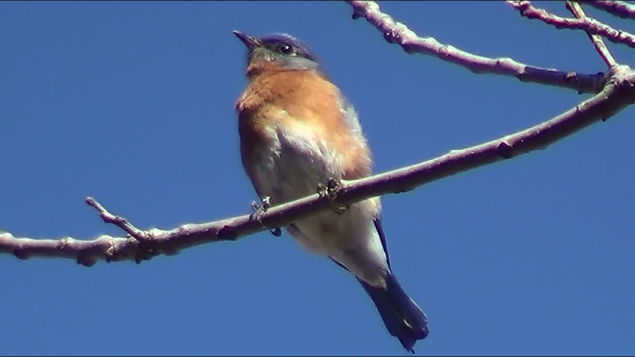Eastern Bluebird Song - YouTube