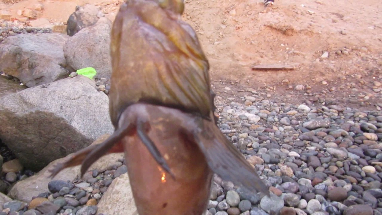 Pesca de tramboyo cabezon en Barranco - YouTube