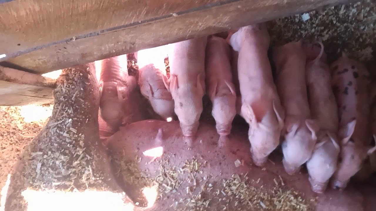 un parto de cerda primeriza landrace x large white con 14 lechones ...
