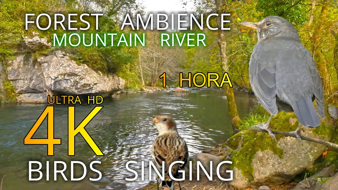 🎧 RELAXING MOUNTAIN RIVER- 4K ULTRA HD NATURE VIDEO-WATER ESTREAM AND ...
