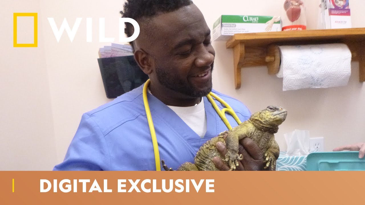 Overweight Lizard Mystery | Critter Fixers | National Geographic Wild ...