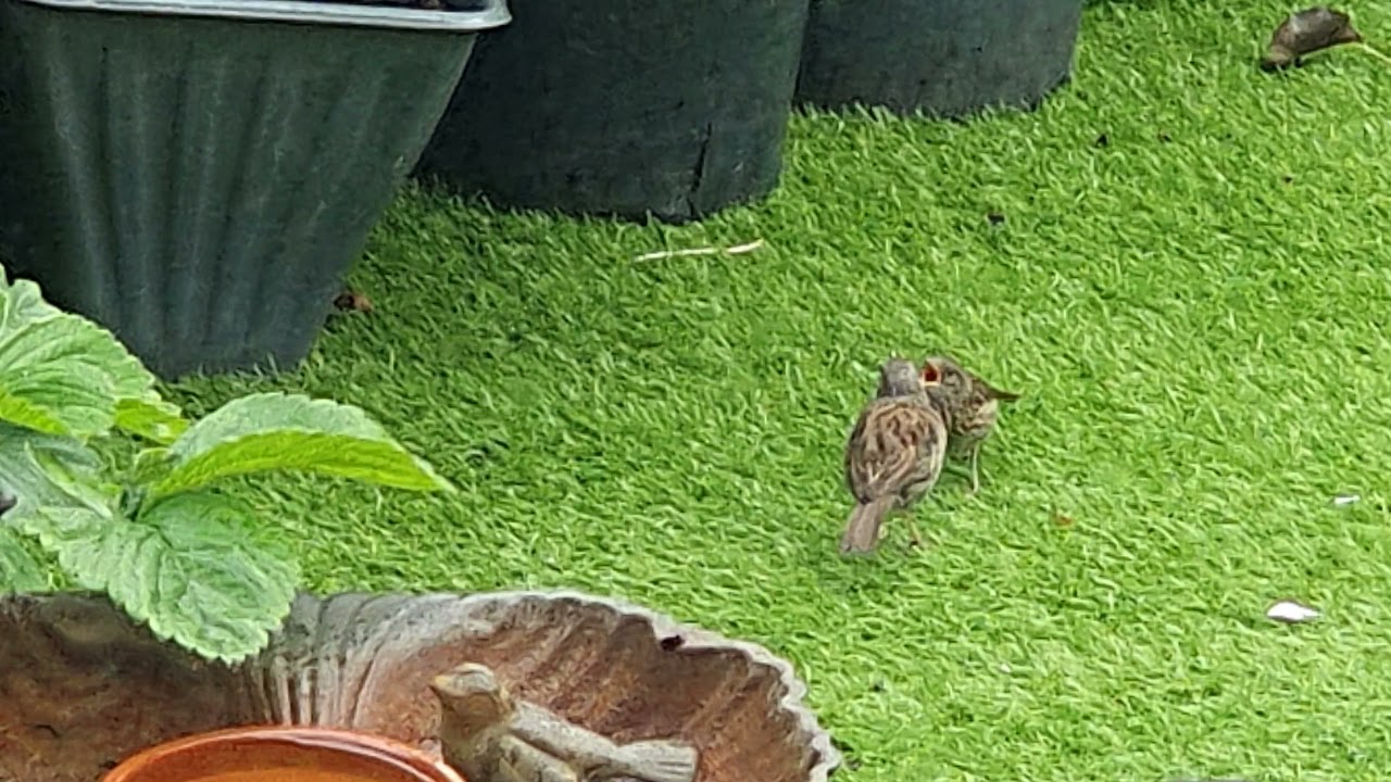 Birds Killing And Eating A White Butterfly! - YouTube
