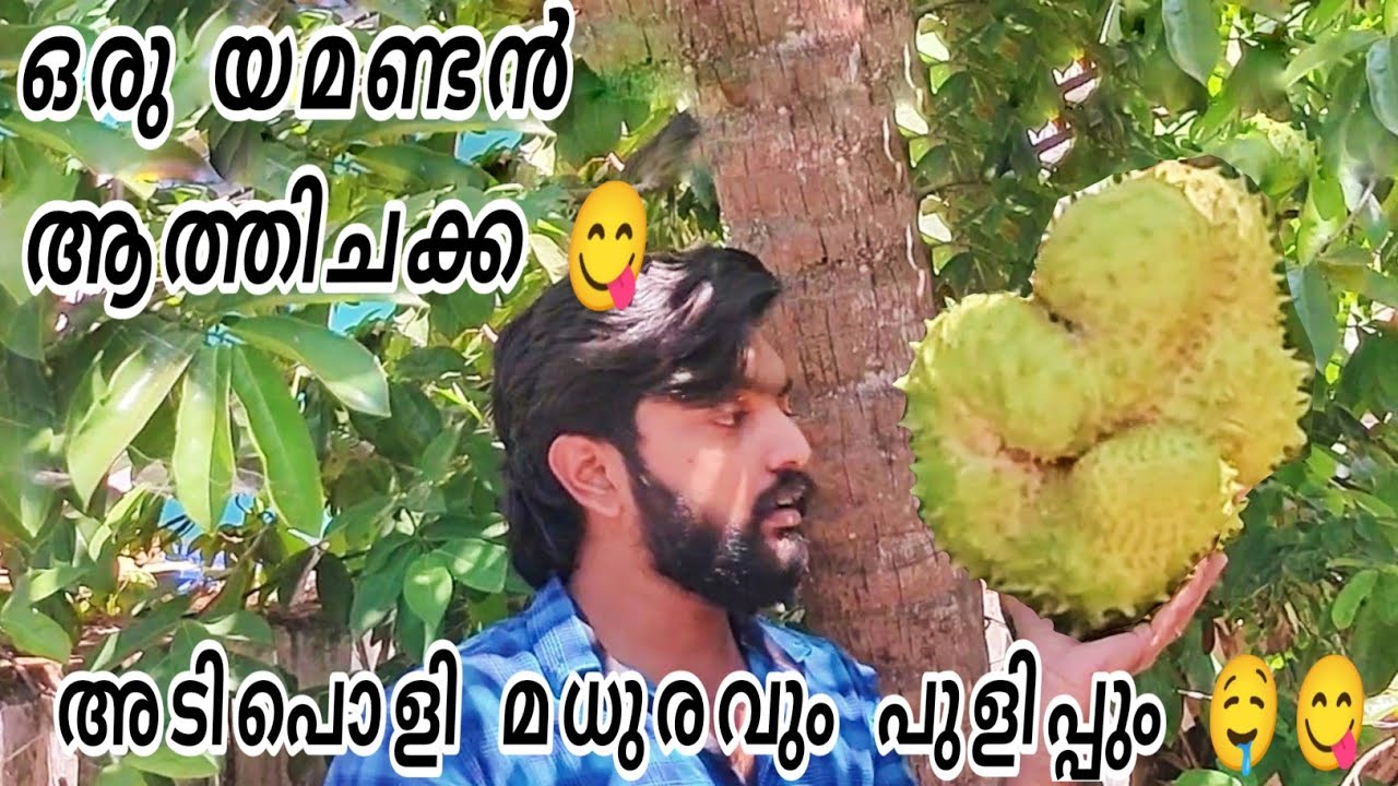 Oru Yamandan Aathichakka Tasty Soursop Fruit 😋 HOME VLOGS #food # ...