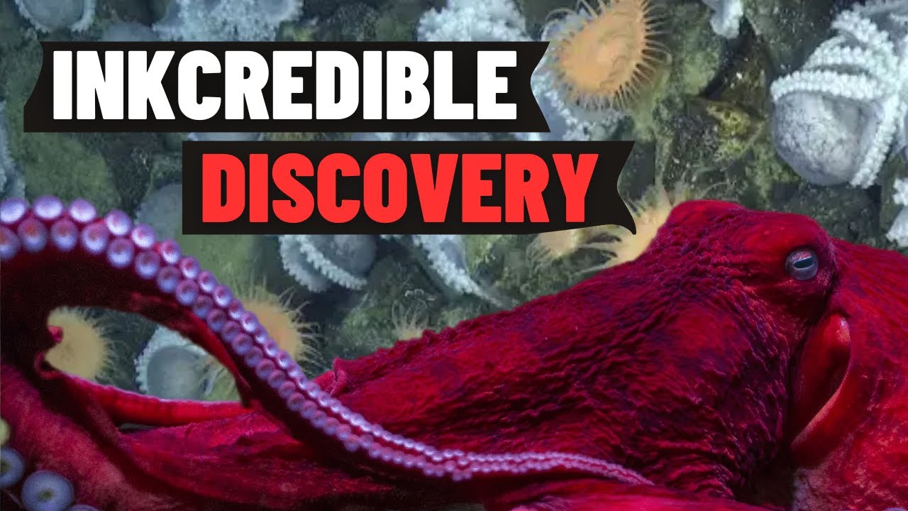 Mind-Blowing Footage: Unbelievable Encounter with 6,000 Octopuses! 🐙😱 ...