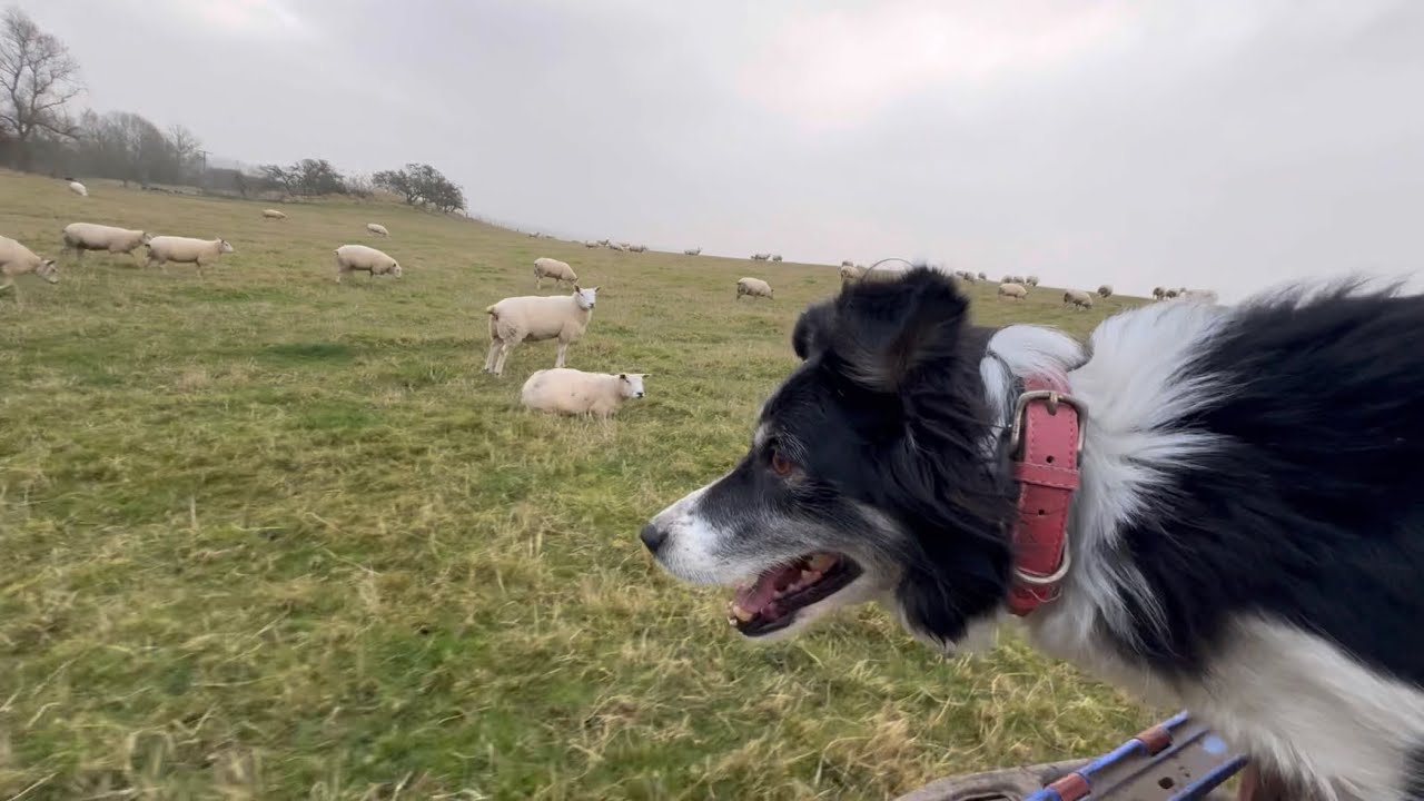 A day on the farm with collie sheepdog Kate - YouTube