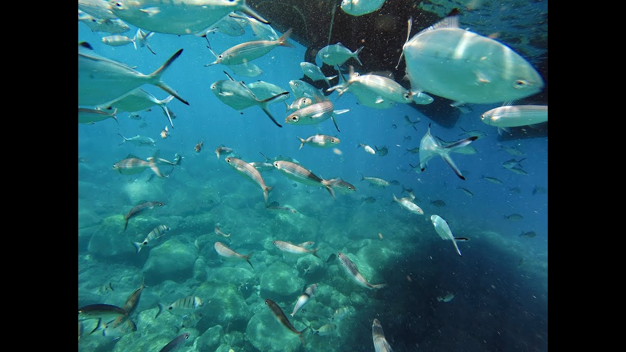 Fresh fish in Tenerife - YouTube