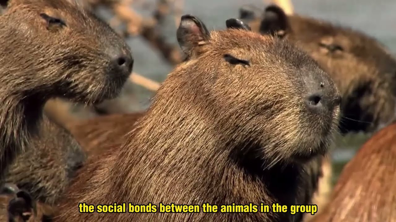 Capybara Mating is NOT so Peaceful! - YouTube