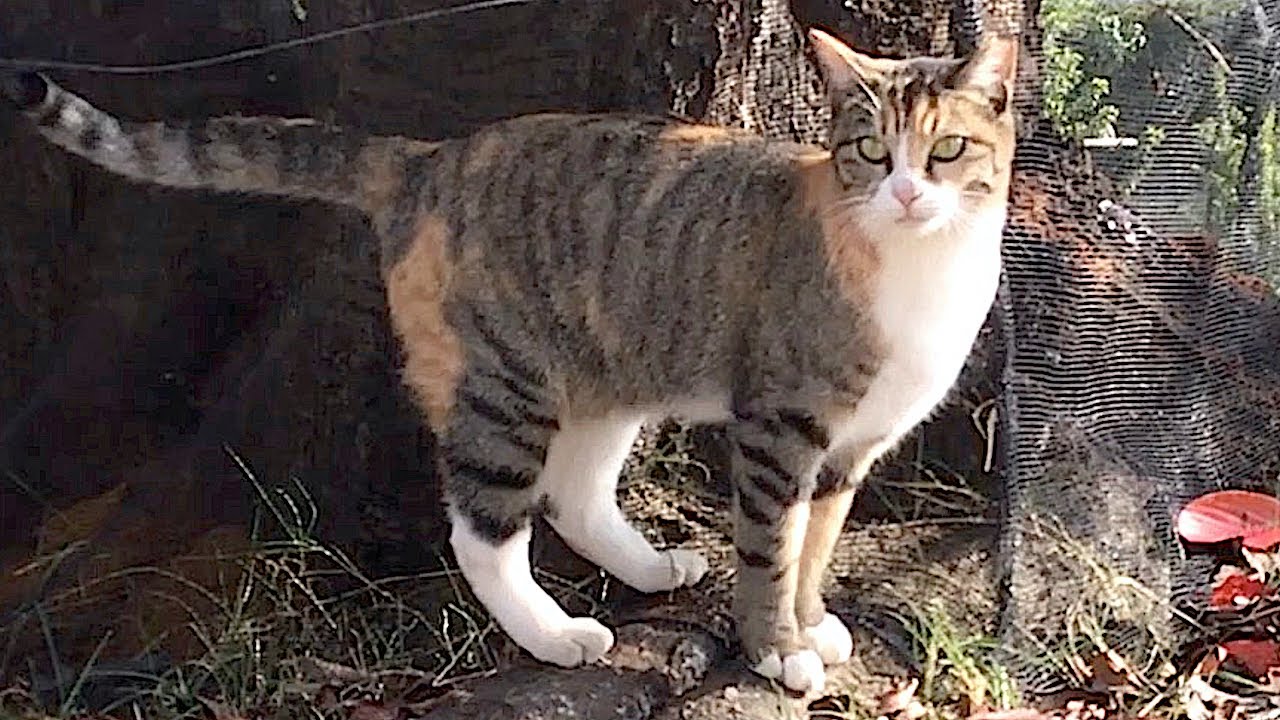 Calico Cat & Grey Tabby Cat at a Town 2 Nov 2023 #cat #cats #catvideo ...