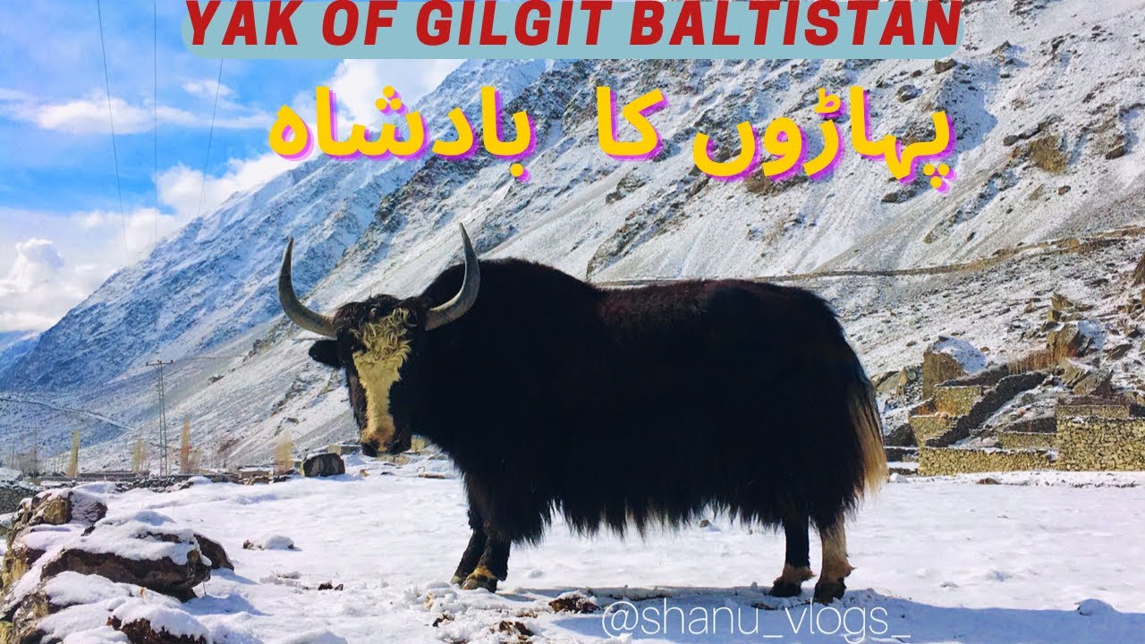 Mountain King Yak || Rare Existing Unique Animal Yak In Gilgit ...