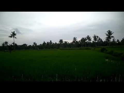 bigo pentil keliatan