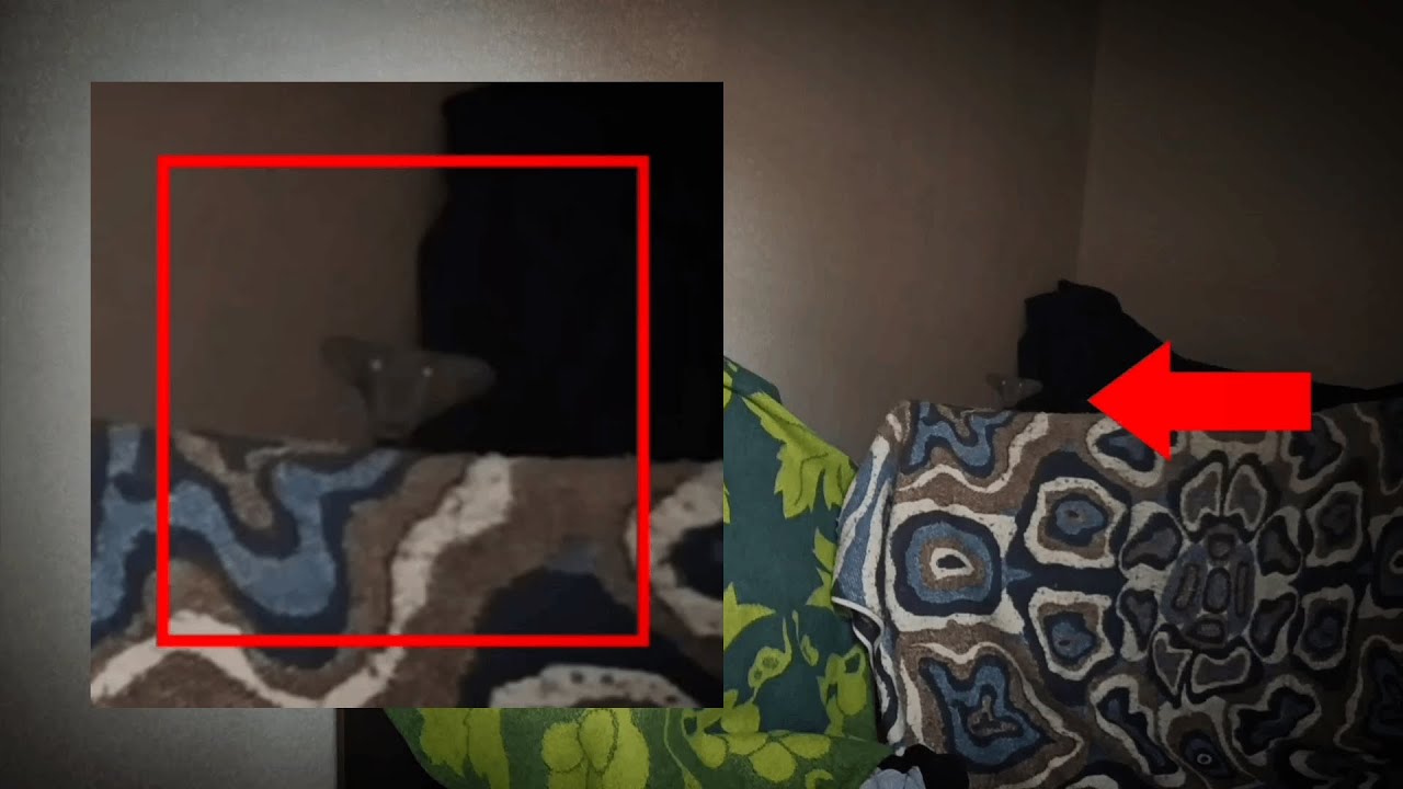 Strange creature caught on camera. cryptid or what is this unknown ...