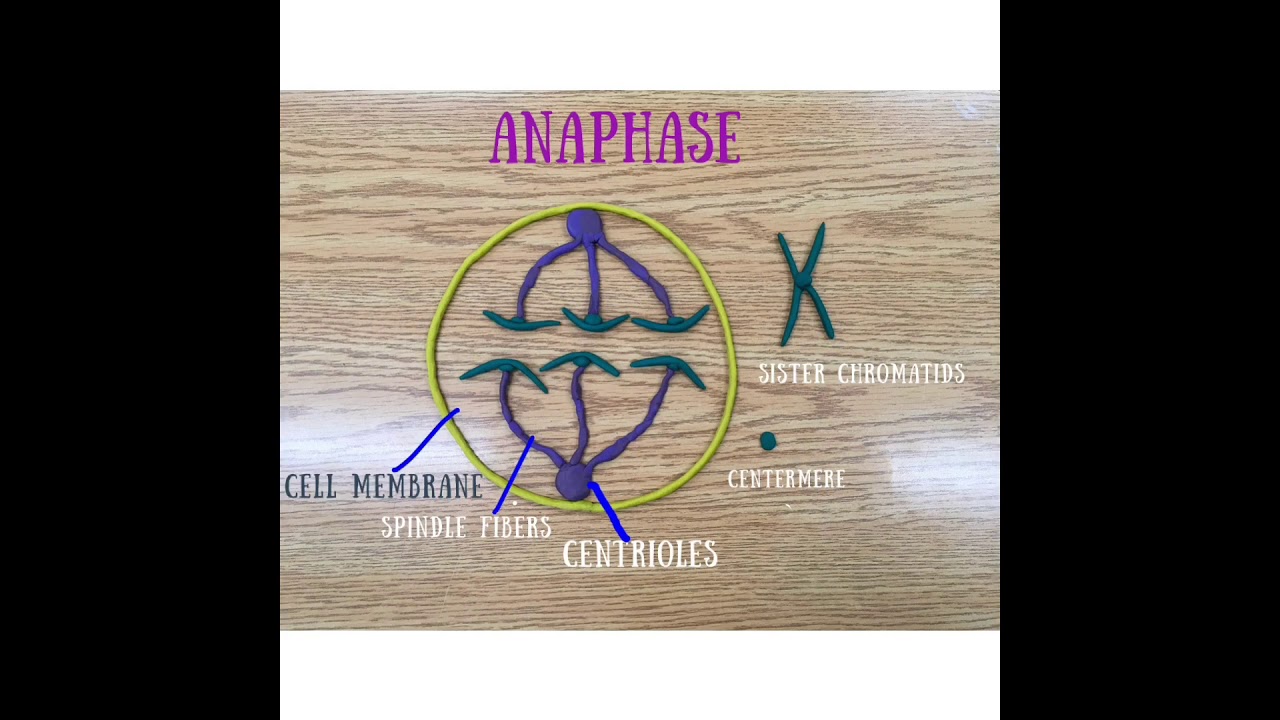 Mitosis Rap Mr W39s Cell Division Song Youtube