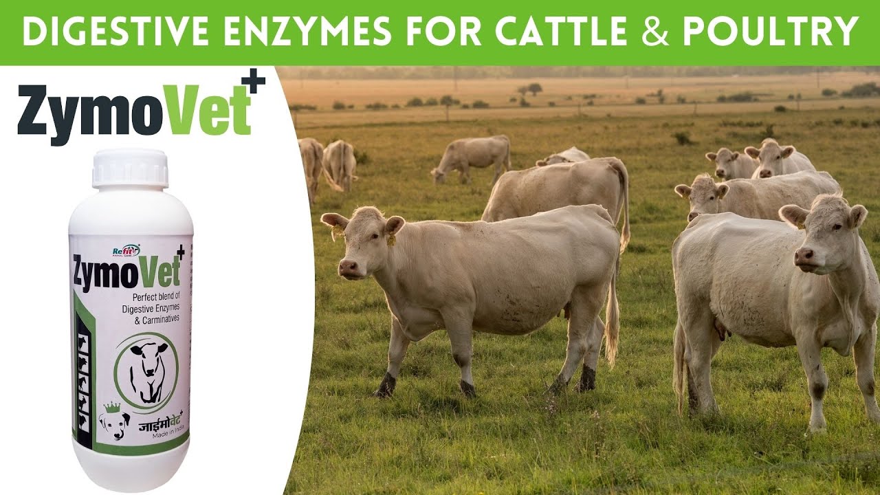 Zymovet - Digestive Enzyme Liquid For Cattle & Poultry - YouTube