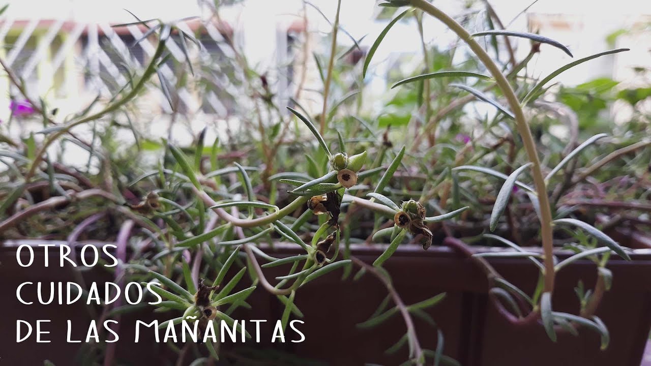 Mañanitas planta l otros tips y recomendaciones - YouTube