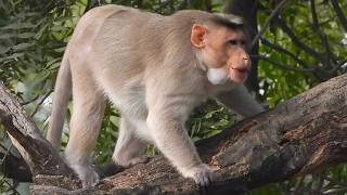 Bonnet macaque monkey