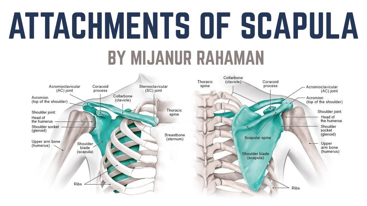 Muscle Attachments on the Scapula | Anatomy of the Scapula | Mijanur ...