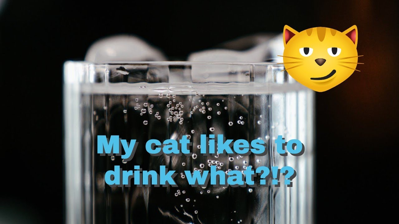 Cool Cats and Chilled Whiskers: Unveiling the Mystery of Why Cats Love ...