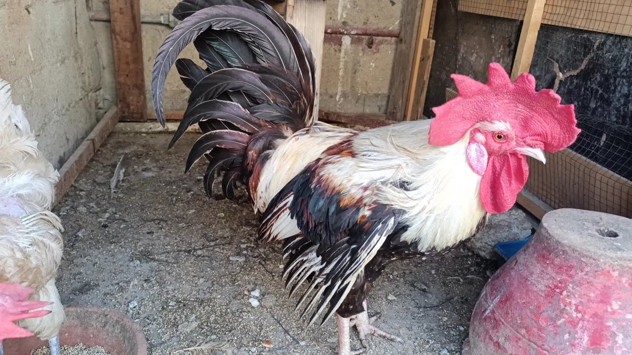 Adorable Rooster Crowing Sounds | Amazing Rooster Crowing Loudly🐓🐔 ️🤩 ...