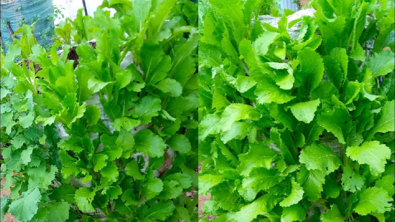 KILIMO CHA MBOGAMBOGA KWENYE MAGUNIA / KILIMO CHA MAGUNIA (SACK ...