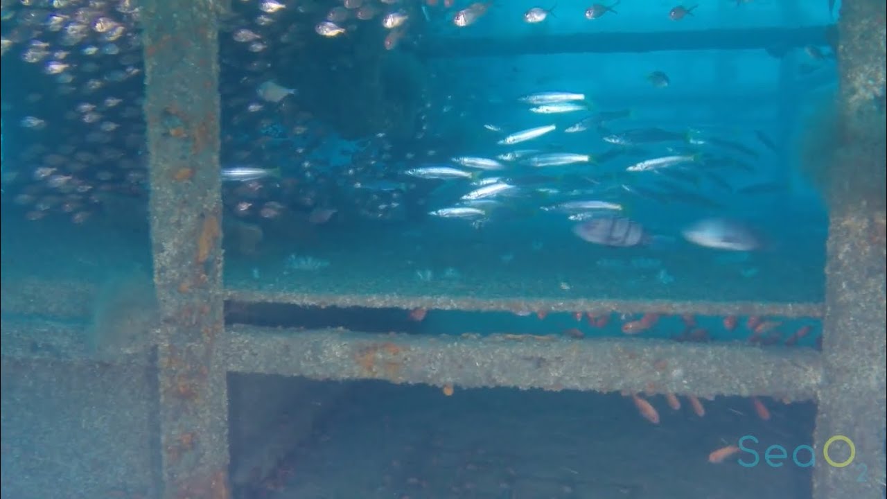 Batemans Bay Offshore Artificial Reef - 2 years of deployment (in 3mins ...