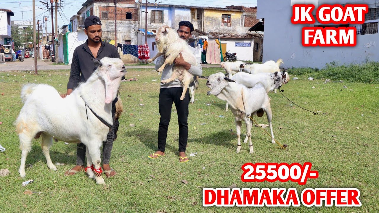 JK Goat Farm Ka Damaka Offer Hurry up 25500 main Lekar Jao - YouTube