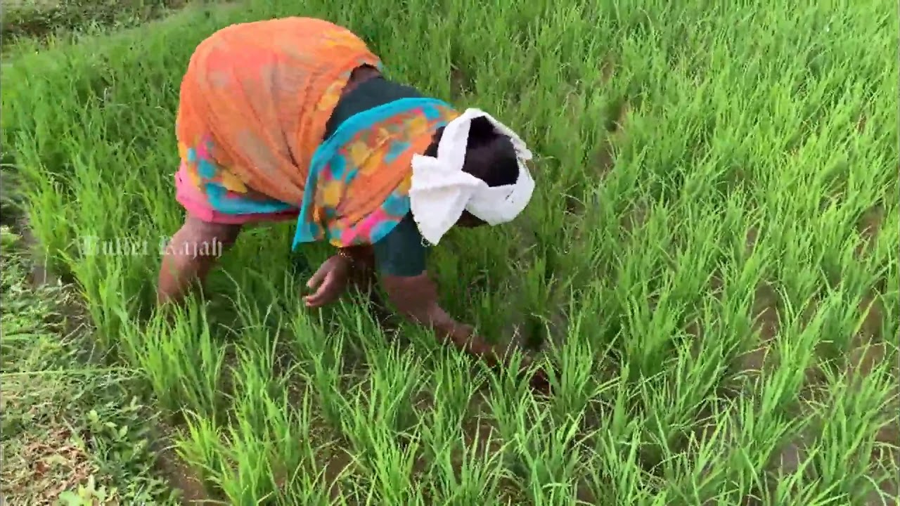 Women Taking Weeds In Rice Crops Paddy Field By Hand YouTube women-taking-weeds-in-rice-crops-paddy-field-by-hand-youtube
