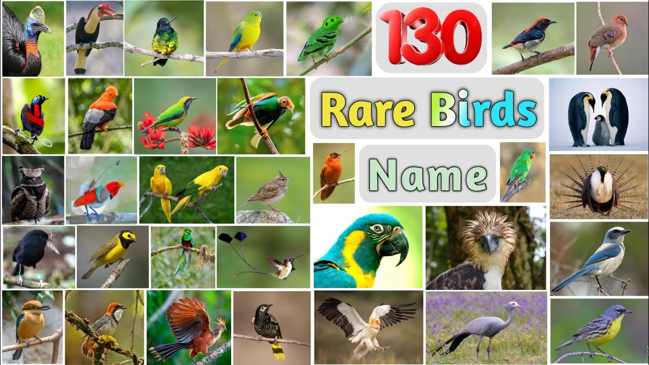Rare Birds Name
