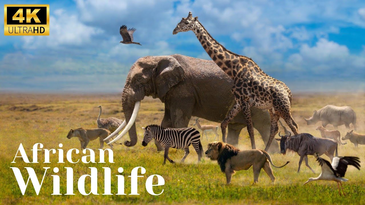 African Wildlife Collection in 4K ULTRA HD - With Cinematic Sounds # ...